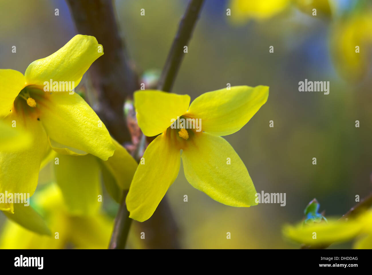 Yellow gelb hi-res stock photography and images - Alamy
