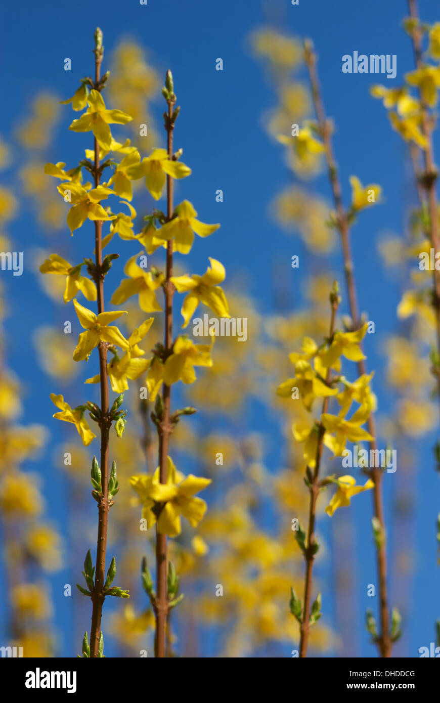 Yellow spring hi-res stock photography and images - Alamy