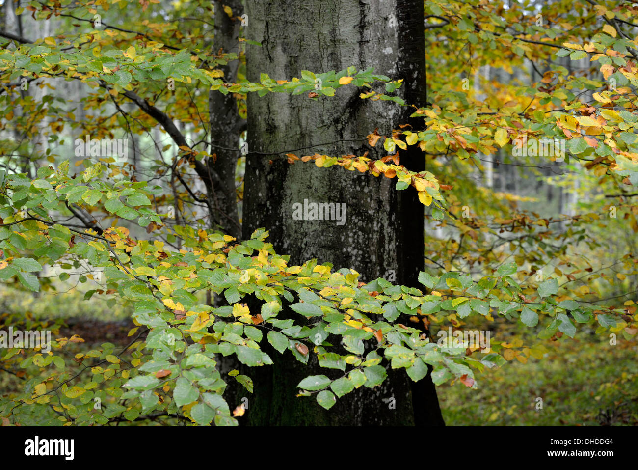 Old beech (Fagus sylvatica) forest in autumn colours Stock Photo - Alamy