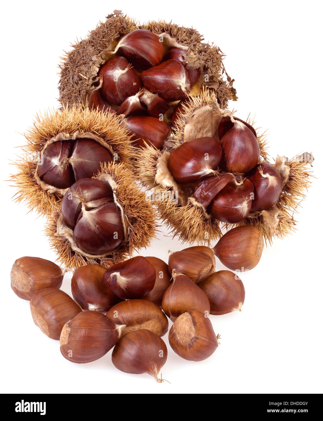 Chestnuts with Husk Isolated on White Background Stock Photo - Alamy