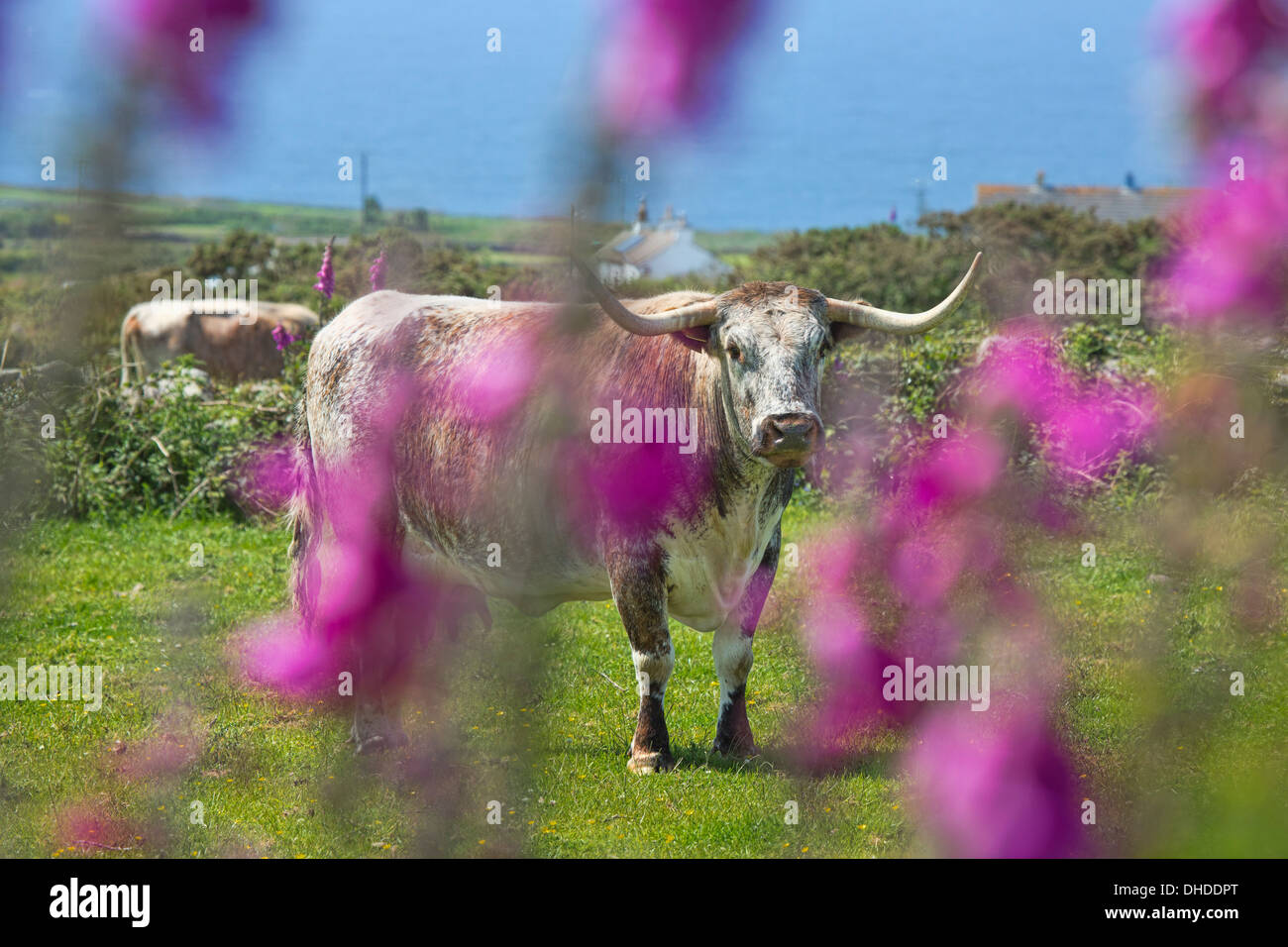 Peeping through a hedge at a herd of Longhorn cattle Stock Photo - Alamy