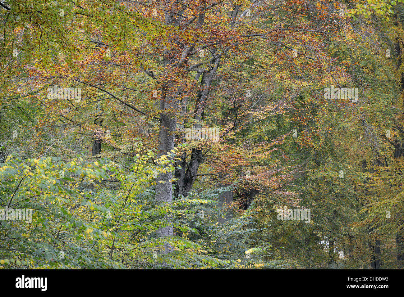 Old beech (Fagus sylvatica) forest in autumn colours Stock Photo - Alamy