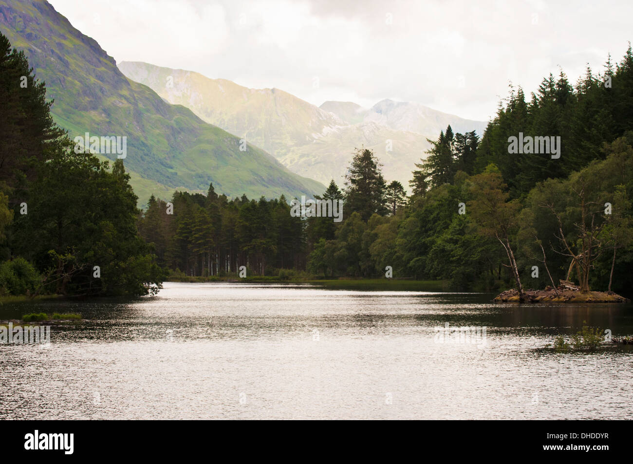 Scottish pine trees by a loch Stock Photo - Alamy