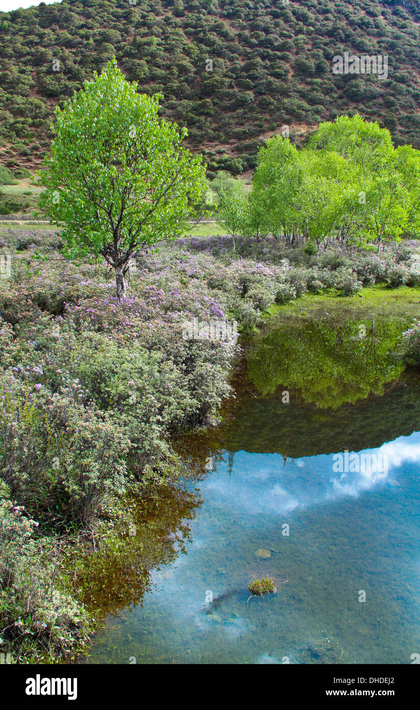 Scenic view of Shudu Lake of Pudacuo National Park at Shangri-la ...