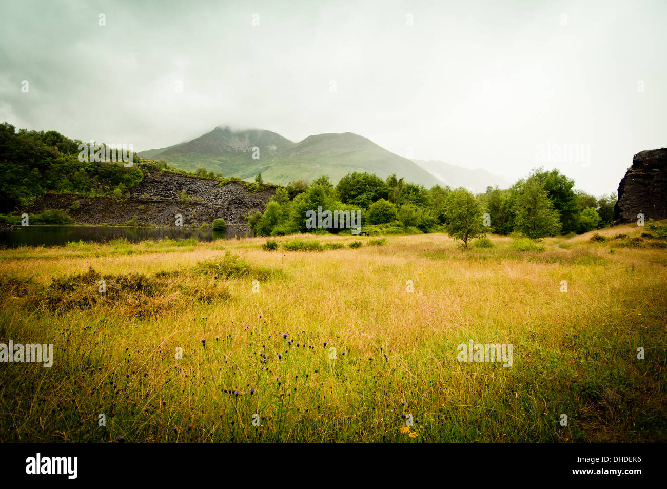 Misty heather on a Scottish moor Stock Photo - Alamy