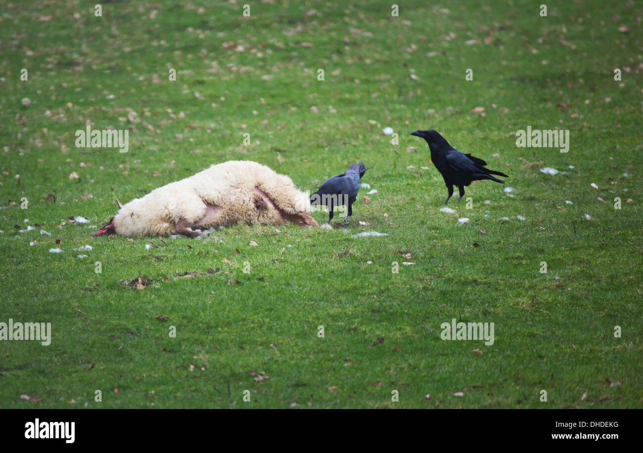 Raven eating on carcass dead hi-res stock photography and images - Alamy