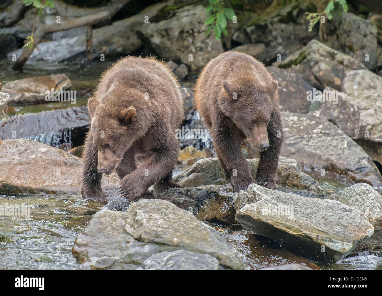 Two bear cubs fishing for salmon in a waterfall Stock Photo - Alamy