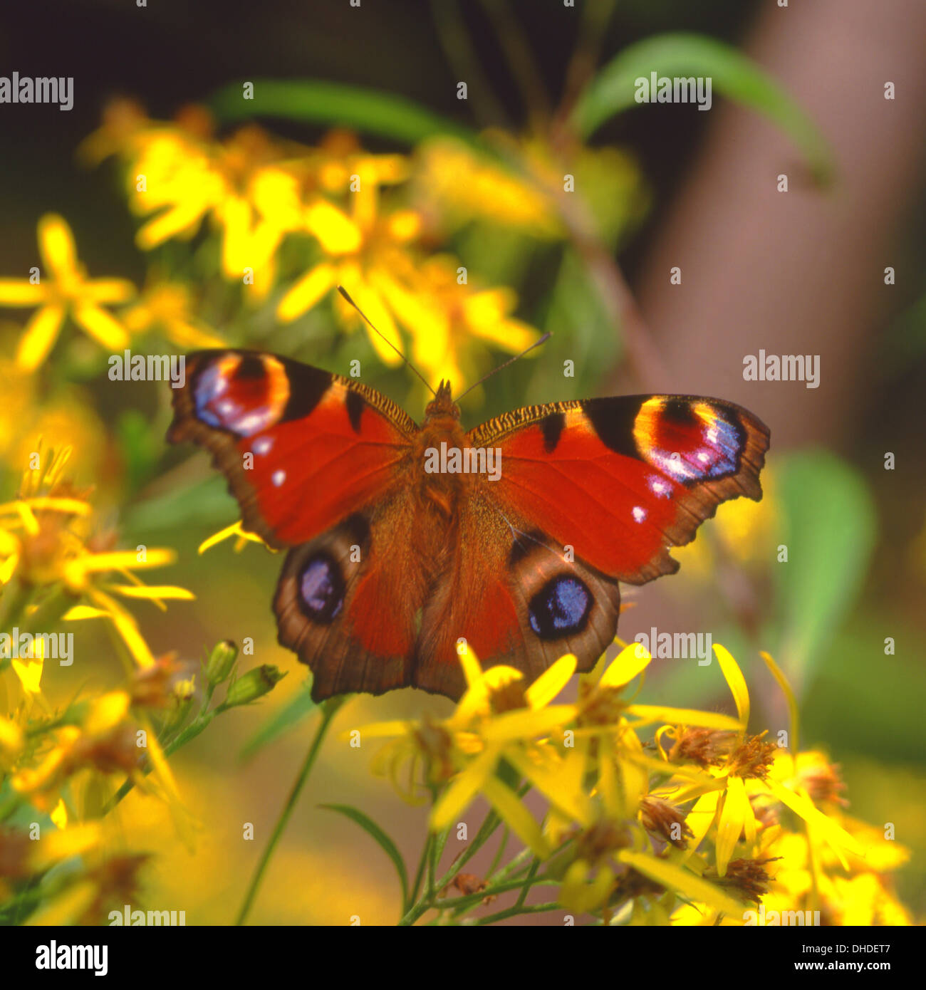 Schmetterling insekt inachis io hi-res stock photography and images - Alamy