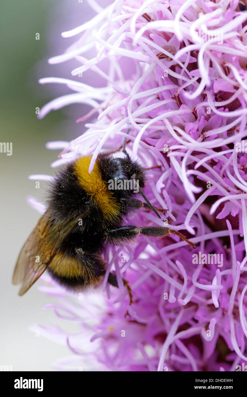 Bumblebee on Liatris spicata 'Kobold'. Common name Button snakewort ...
