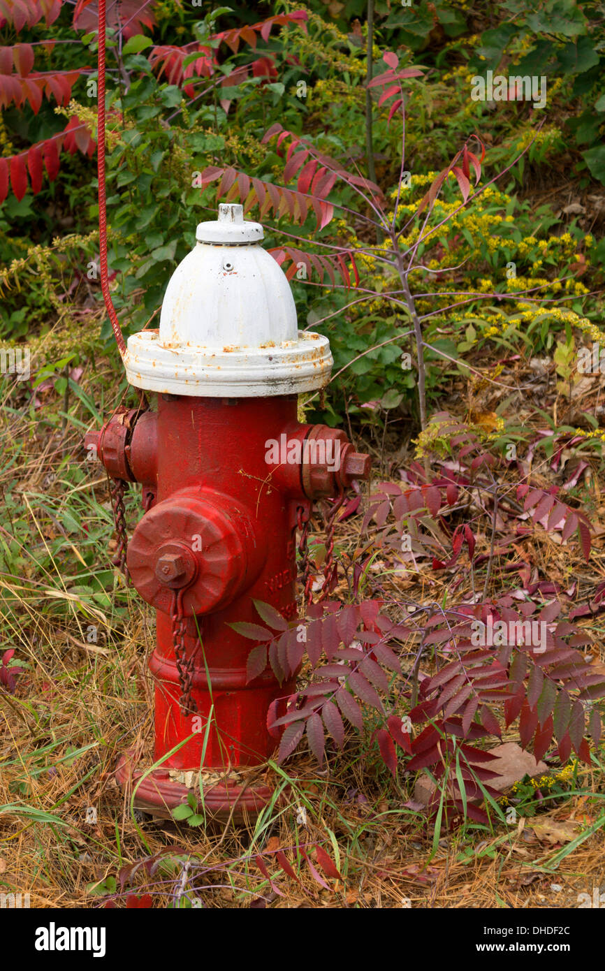 Fire hydrant surrounded by leaves hi-res stock photography and images ...