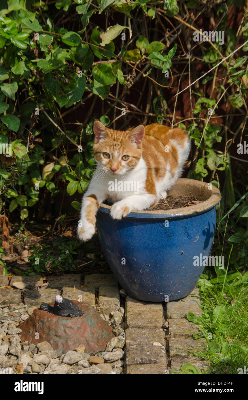 Ginger cat sat in flower pot Stock Photo - Alamy