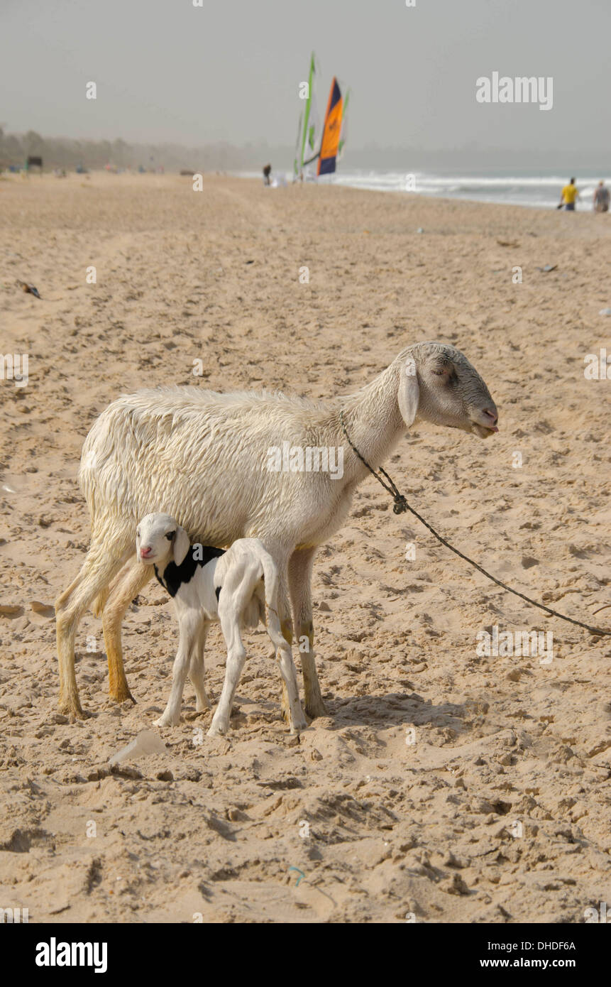 Tethered sheep with lamb Kololi beach Gambia west Africa Stock Photo ...