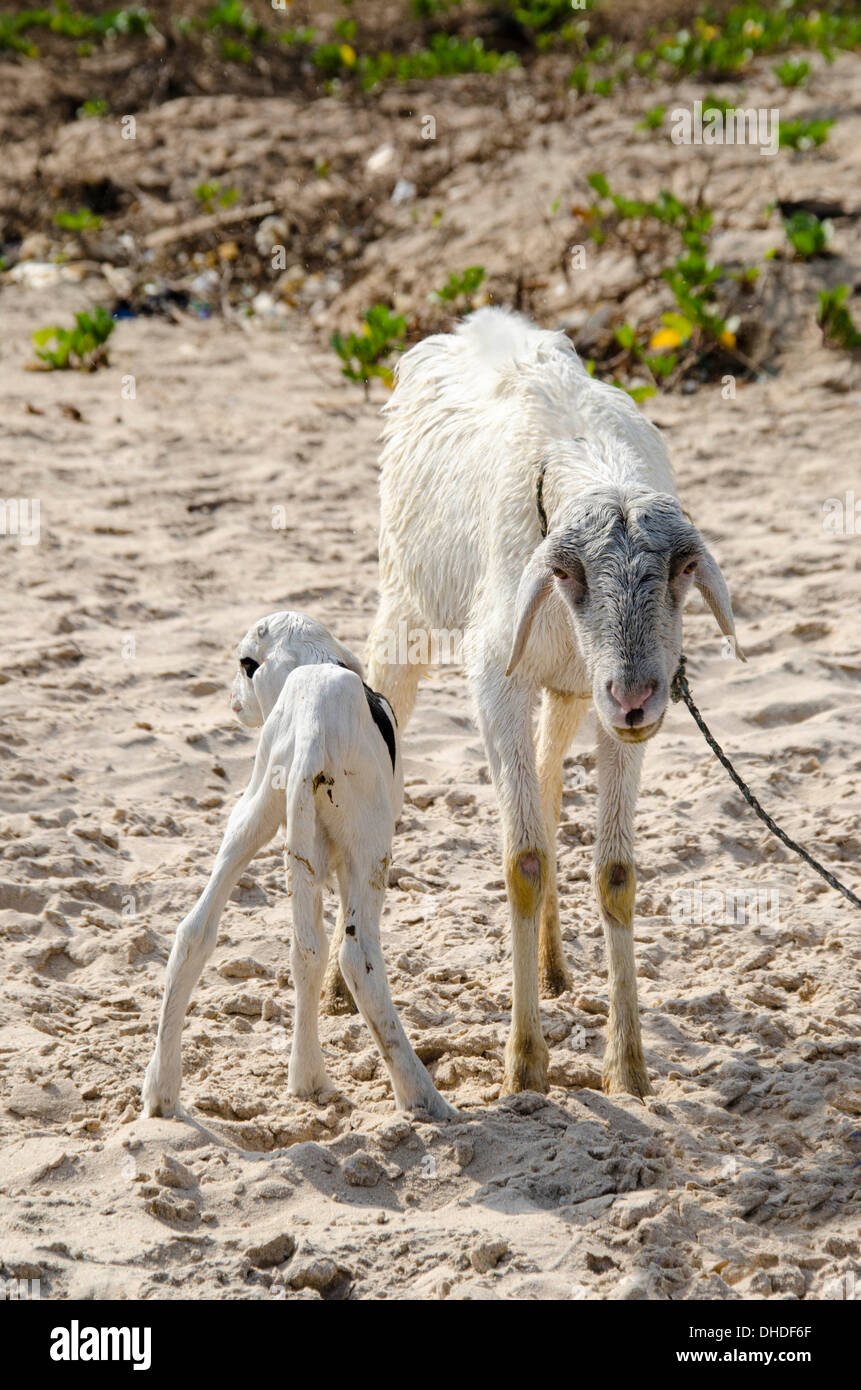 Tethered goat hi-res stock photography and images - Alamy