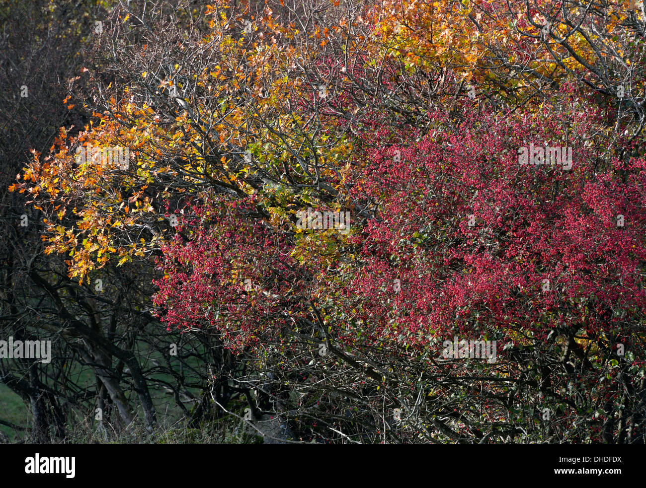 Red coloured bushes in late autumn Stock Photo - Alamy