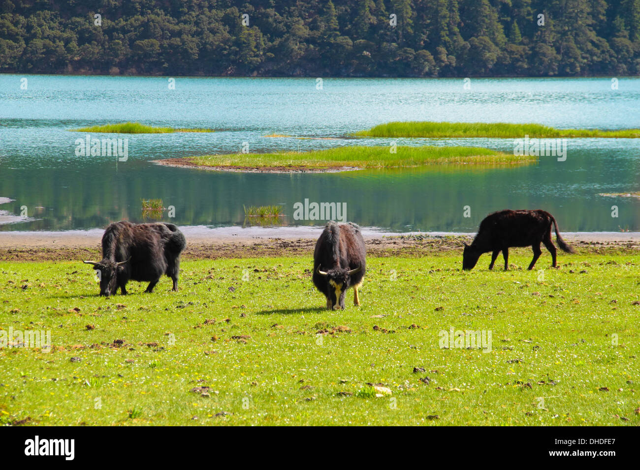 Cattle livestocks roaming free at Shudu Lake of Pudacuo National Park ...