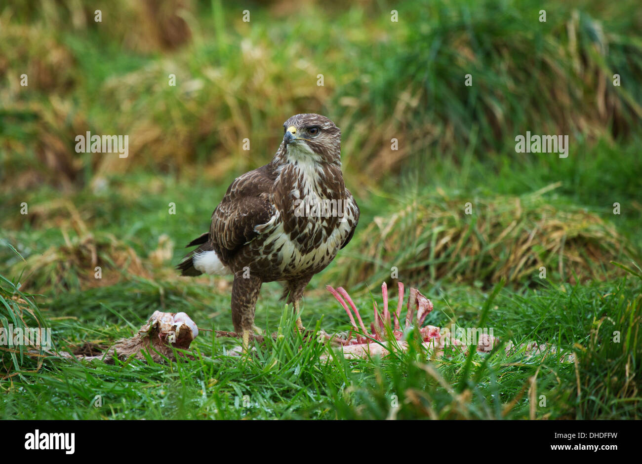 Lamb carcass hi-res stock photography and images - Alamy