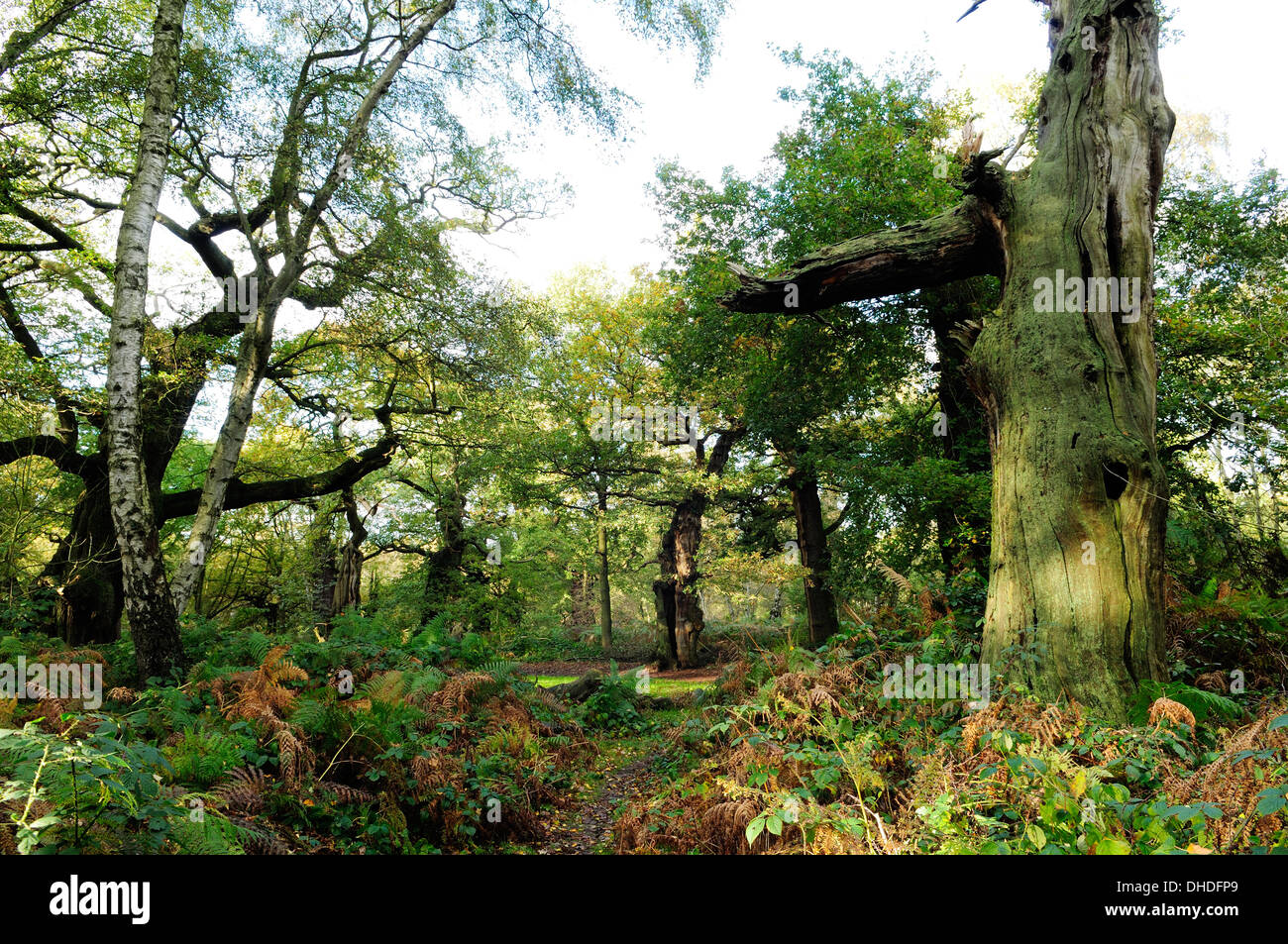 Sherwood Forest, Notts, UK. 7th November 2013. Oak and Birch in an ...
