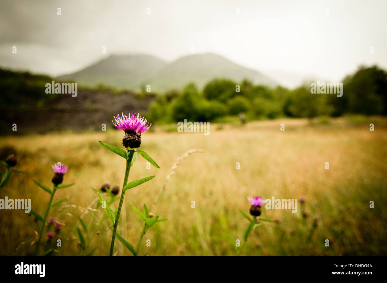 Golden thistle of scotland hi-res stock photography and images - Alamy