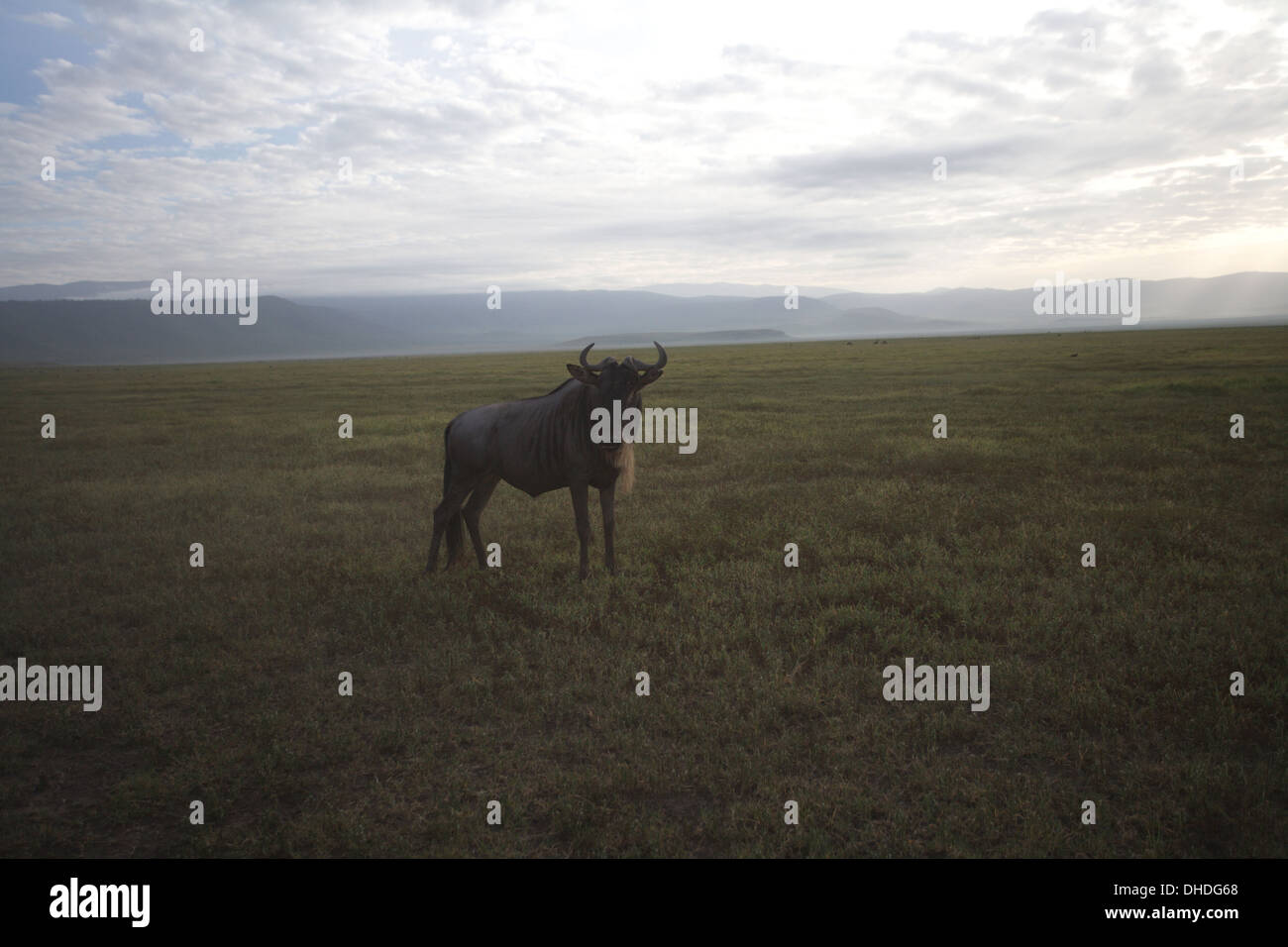 Wildebeest grazing on the Serengeti plains. Tanzania, Africa. Also ...