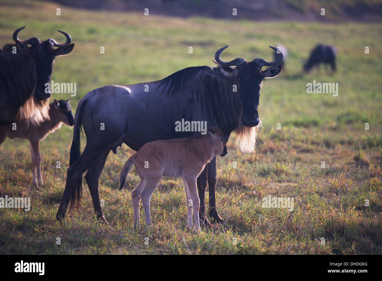 Wildebeest grazing on the Serengeti plains. Tanzania, Africa. Also ...