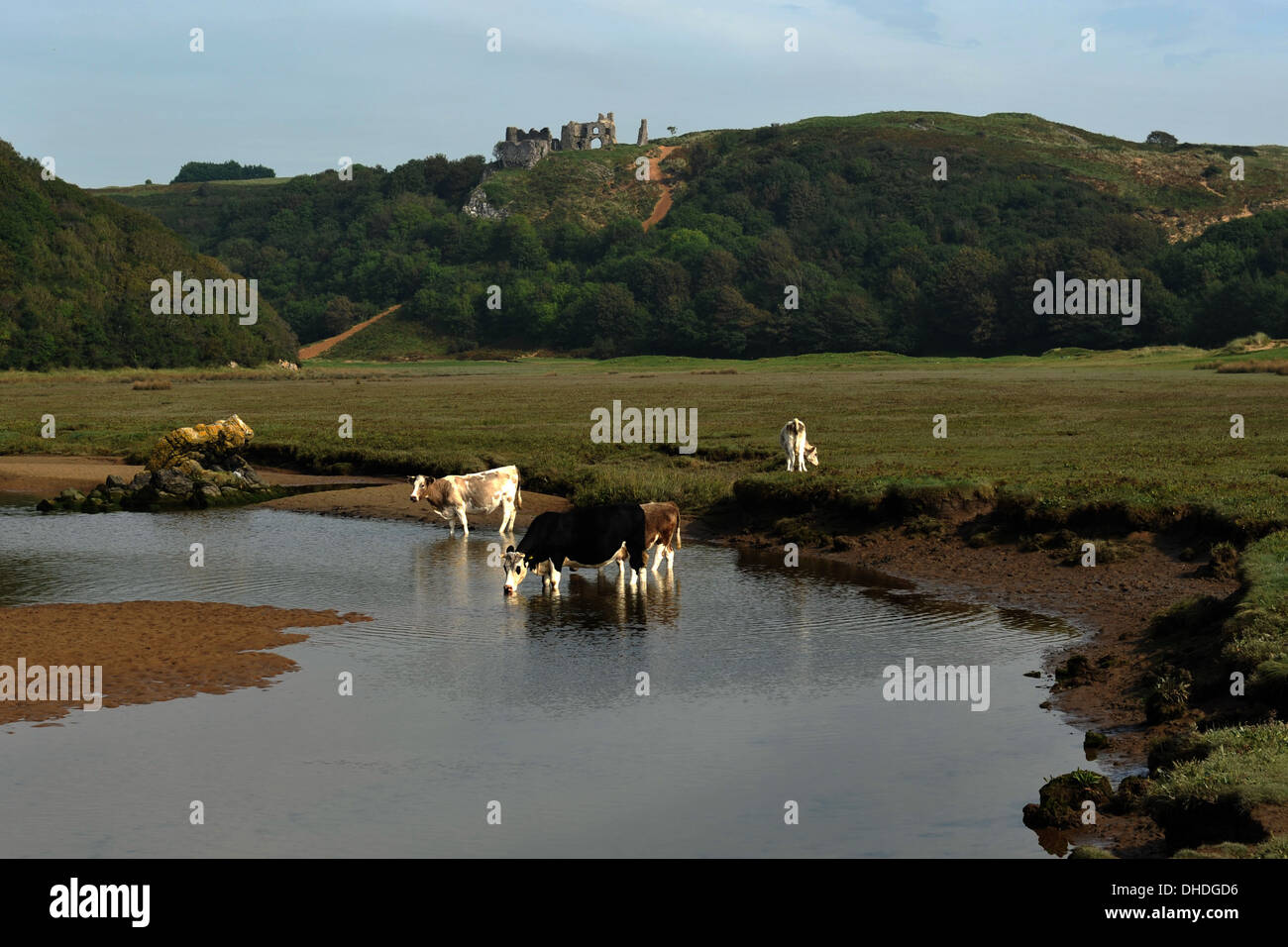 Pennard Castle with Cattle drinking stream walks, views on the Gower ...