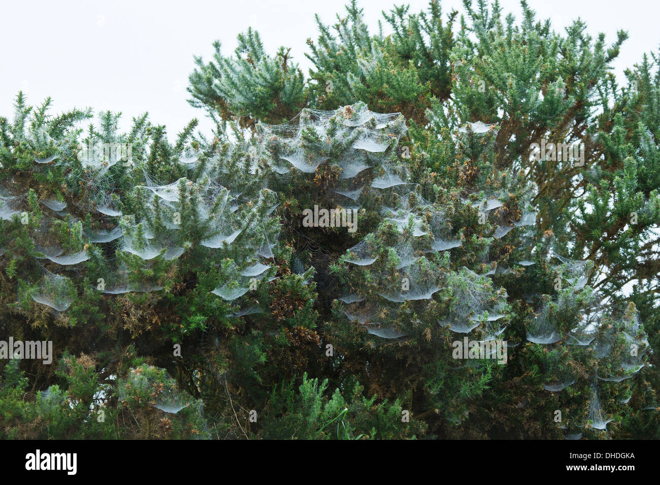 Spiders cobwebs hi-res stock photography and images - Alamy