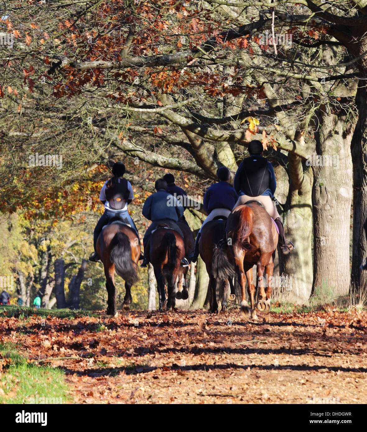 Group of Horse riders galloping on a woodland track with Autumn leaves ...