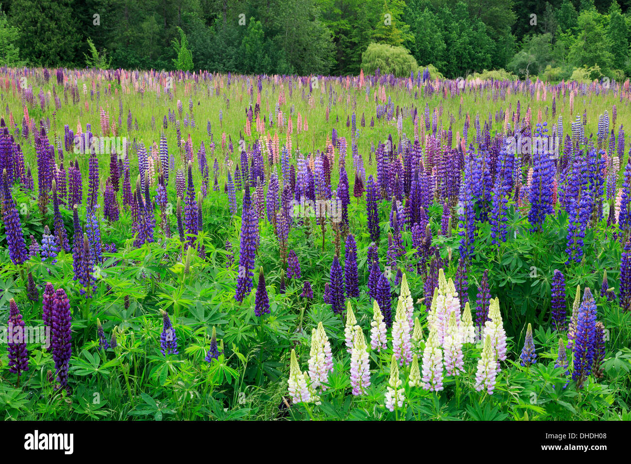 Washington state landscapes hi-res stock photography and images - Alamy