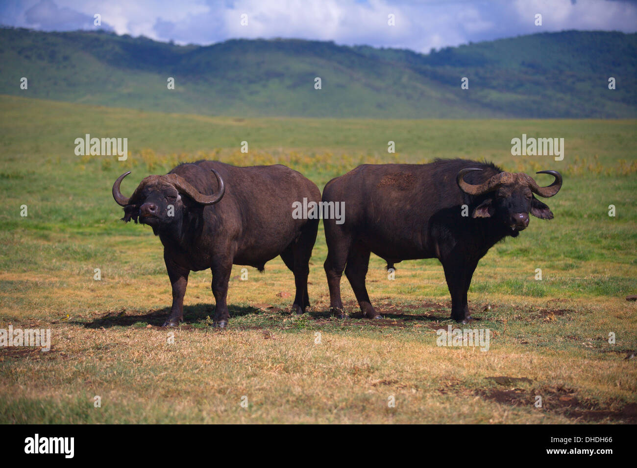 Savanna buffalo High Resolution Stock Photography and Images - Alamy