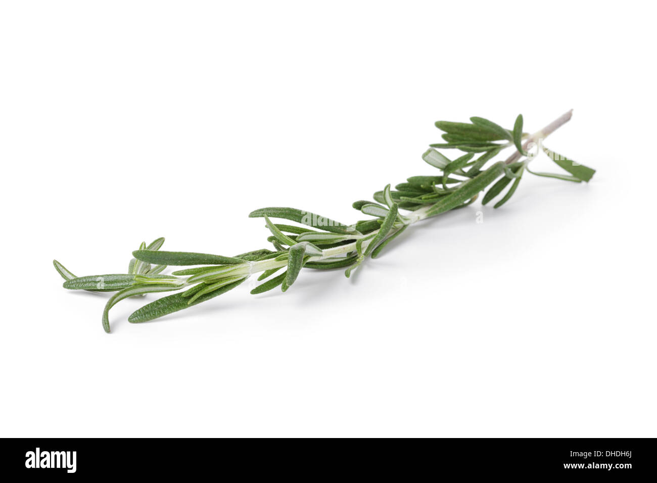 fresh rosemary branch, isolated on white background Stock Photo - Alamy
