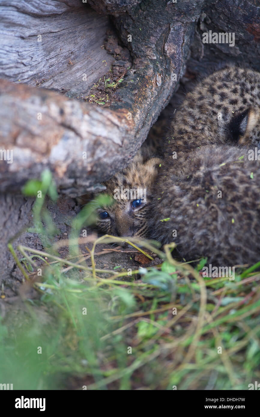 Two baby leopard cubs tucked into the trunk of a tree while their ...