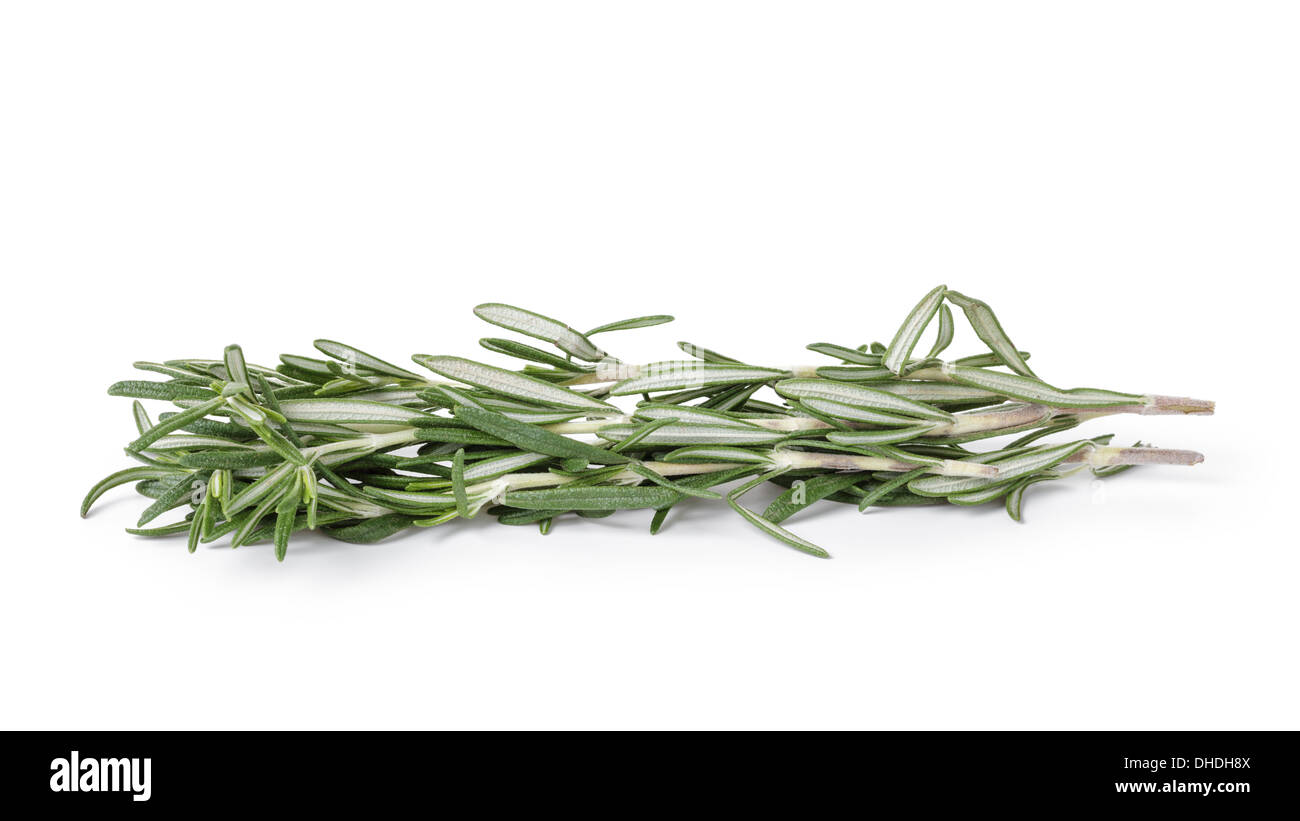 fresh rosemary branch, isolated on white background Stock Photo - Alamy