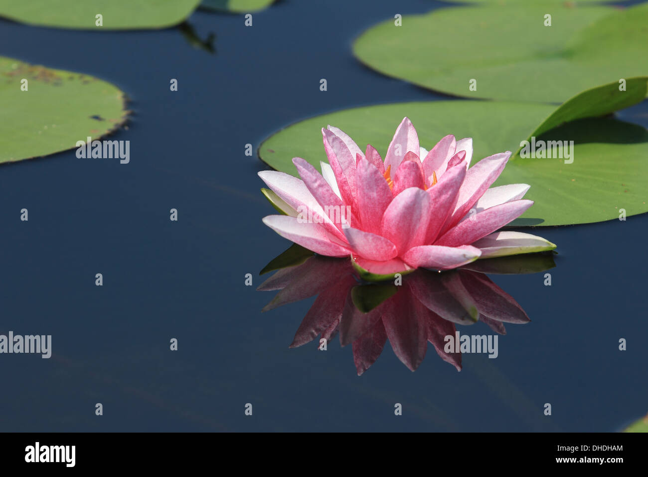 pink lotus flower reflection Stock Photo - Alamy