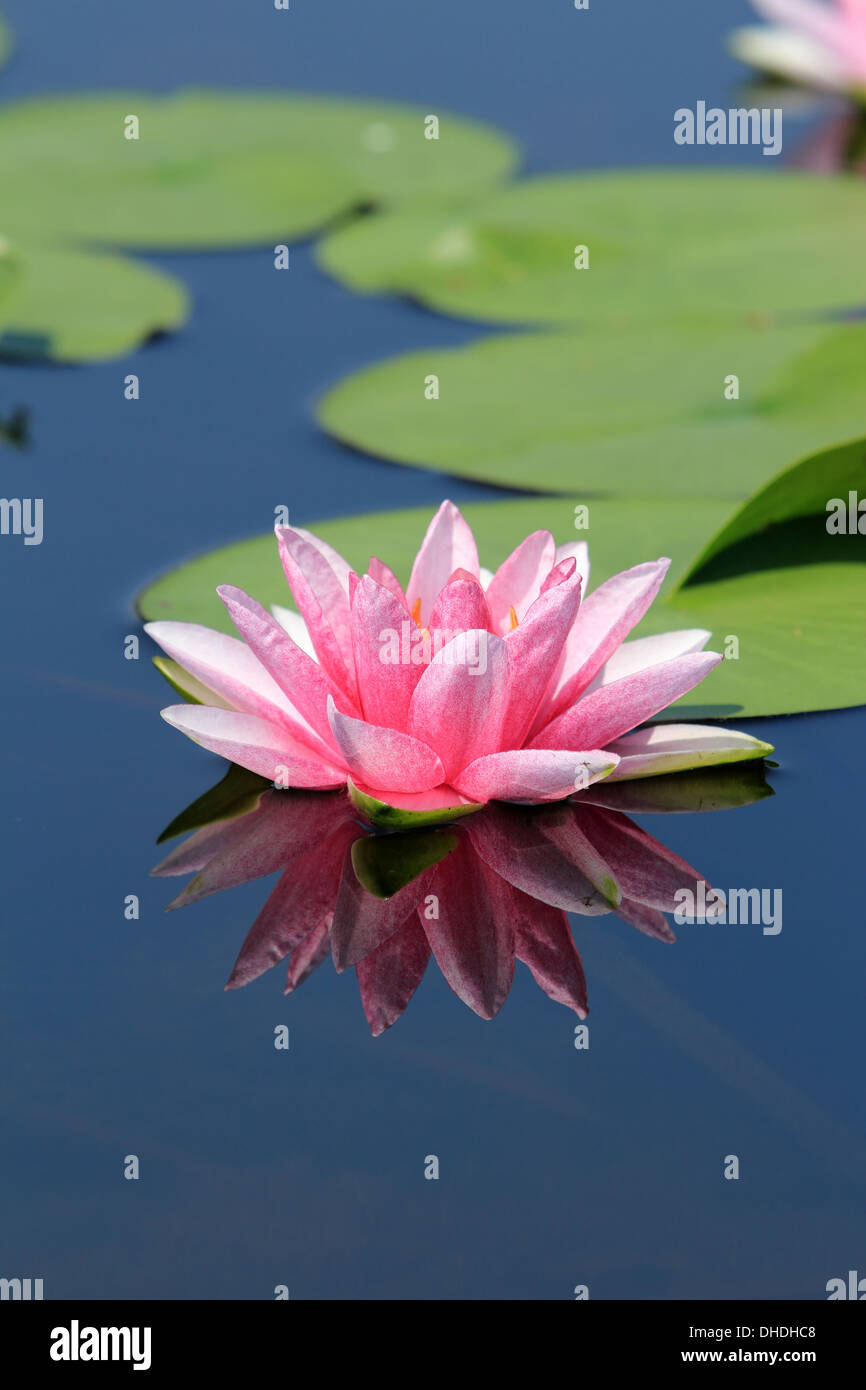 Flower Reflection Floriography: Language And Meaning Of Flowers