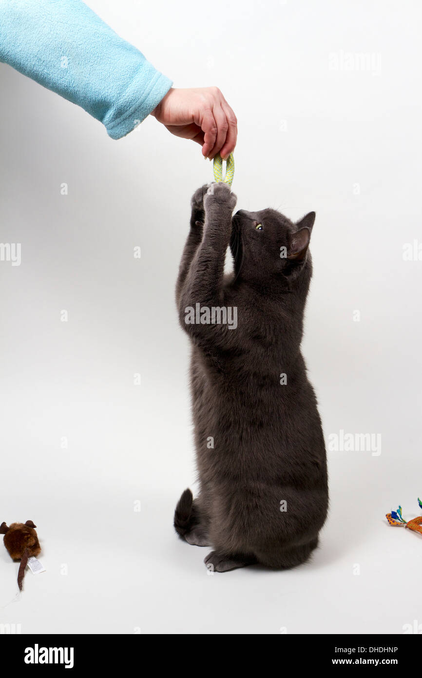 Gray tabby cat grabbing toy held by owner on white background Stock ...