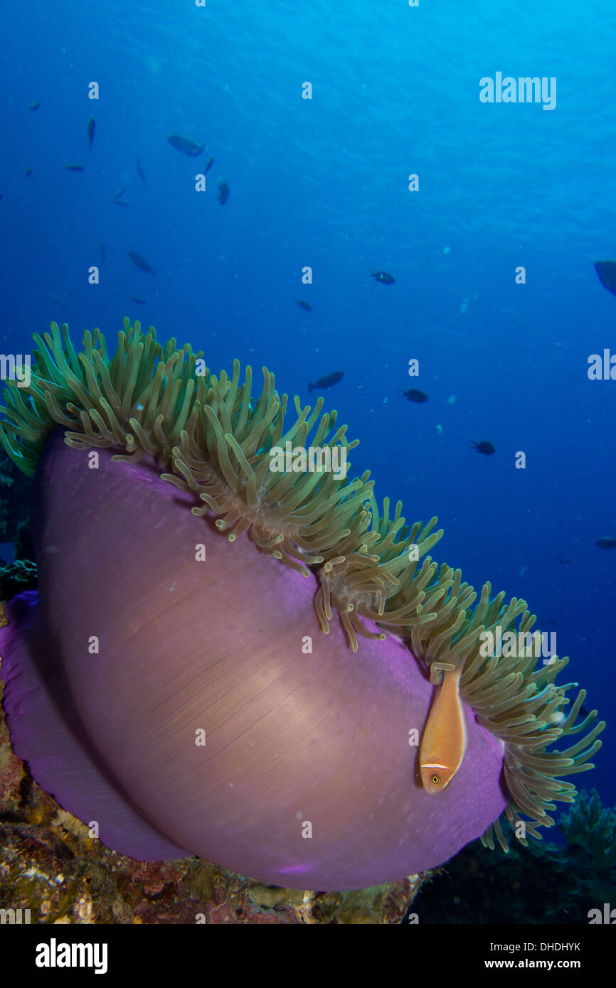 underwater, komodo, indonesia, ocean, sea, scuba, diving, marine life ...