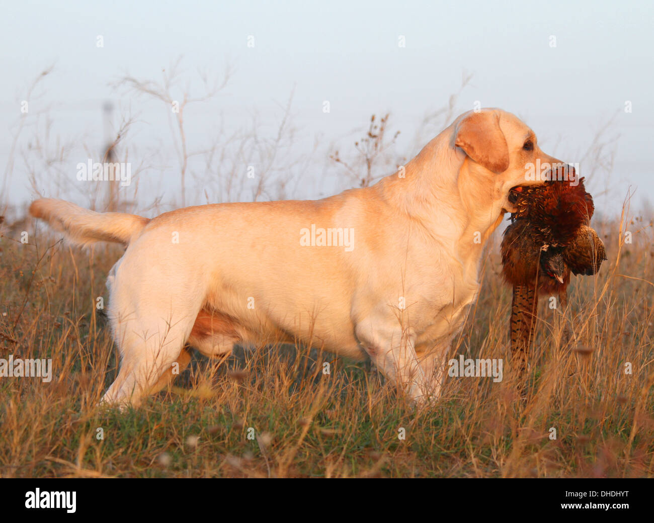 a hunting yellow labrador with a pheasant Stock Photo - Alamy