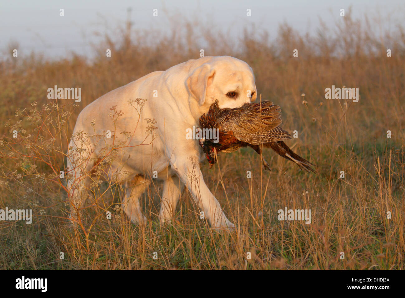 Pheasant hunter silhouette hi-res stock photography and images - Alamy