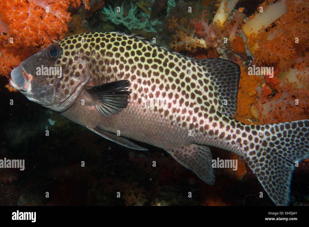 underwater, komodo, indonesia, sea, ocean, scuba, diving, marine life ...