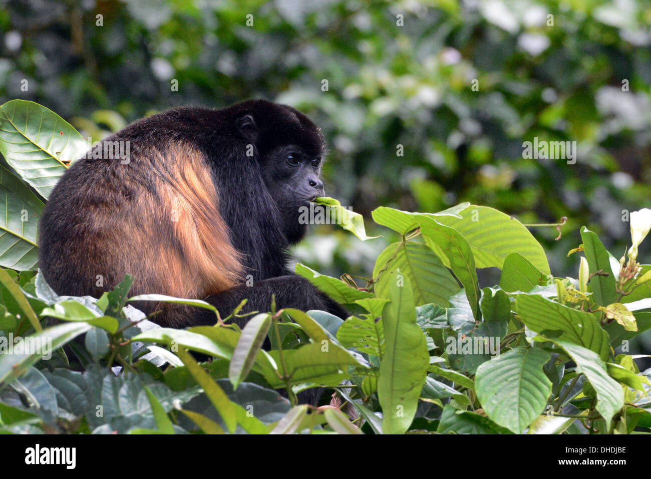 A Howler Monkey eating in the canopy in the Arenal region of Costa Rica ...