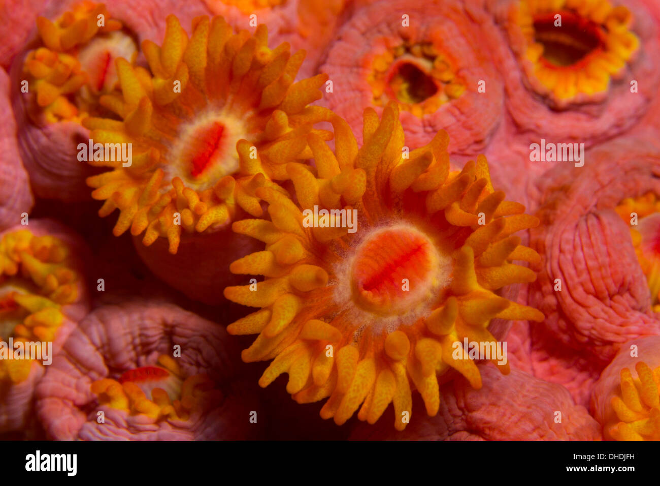 underwater, indonesia, komodo, sea, ocean, scuba, diving, marine life ...