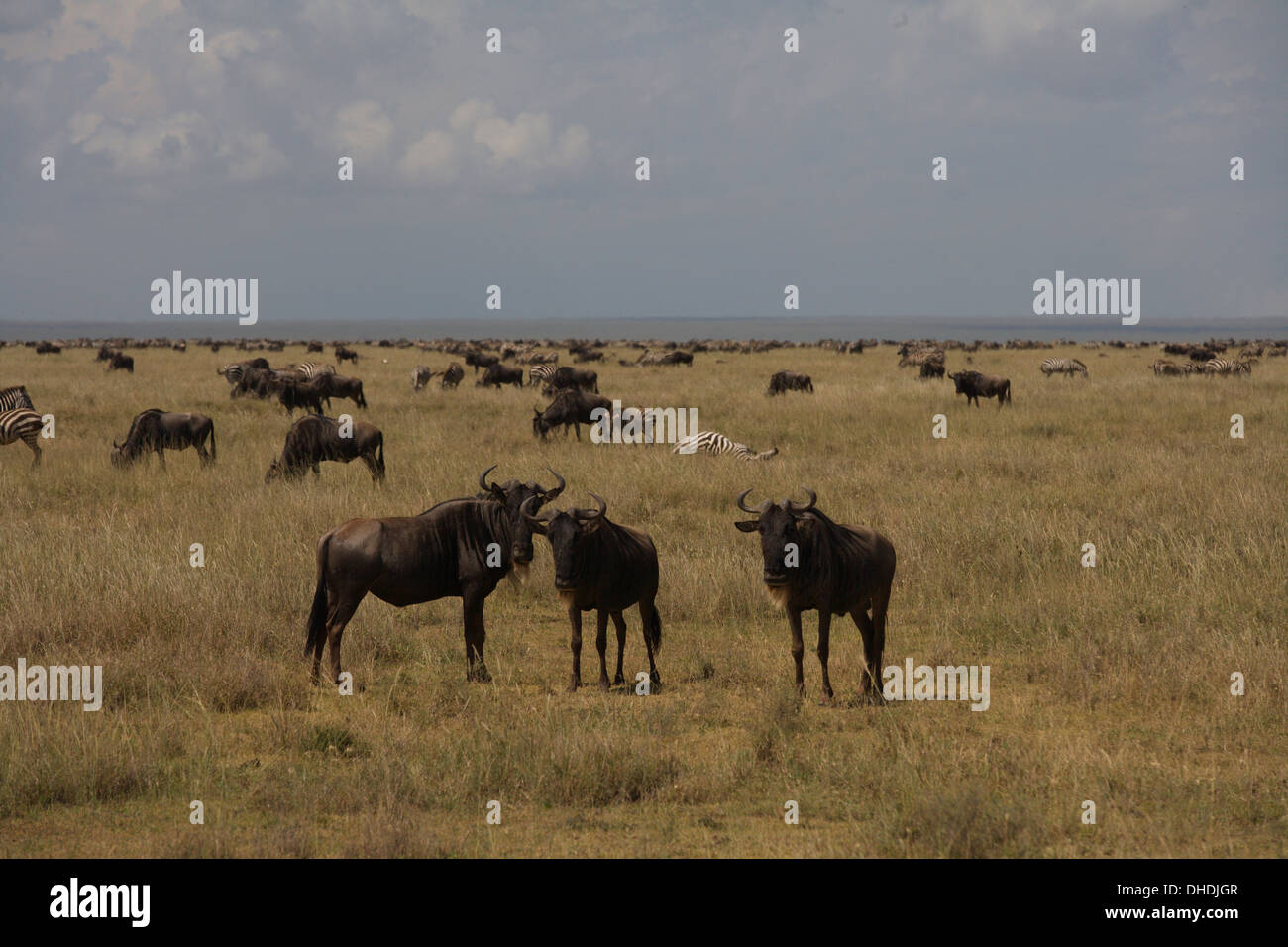 Wildebeest grazing on the Serengeti plains. Tanzania, Africa. Also ...