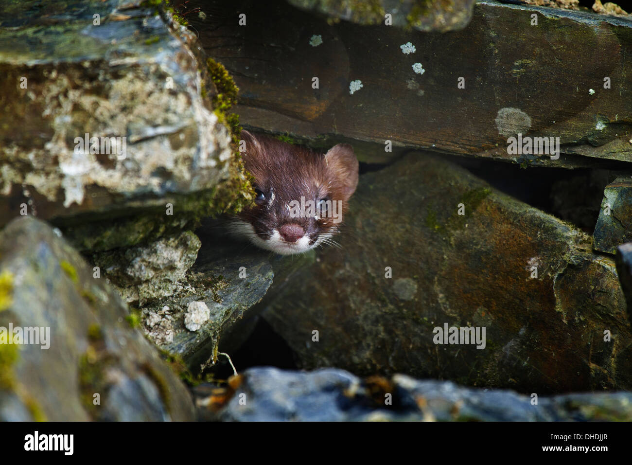 Vermin pest ermine or short tailed weasel hiding peeping hi-res stock ...