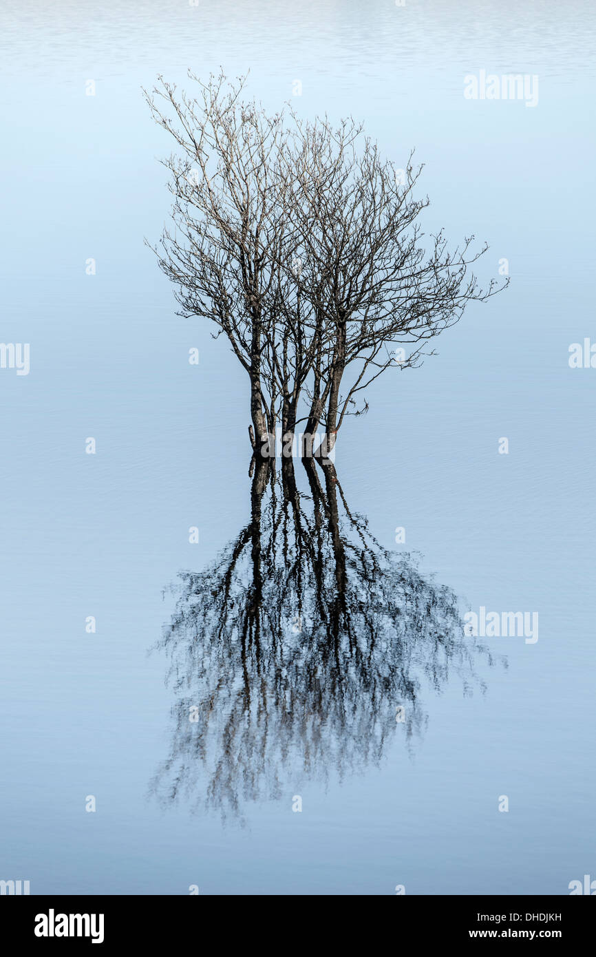 Sunken tree hi-res stock photography and images - Alamy
