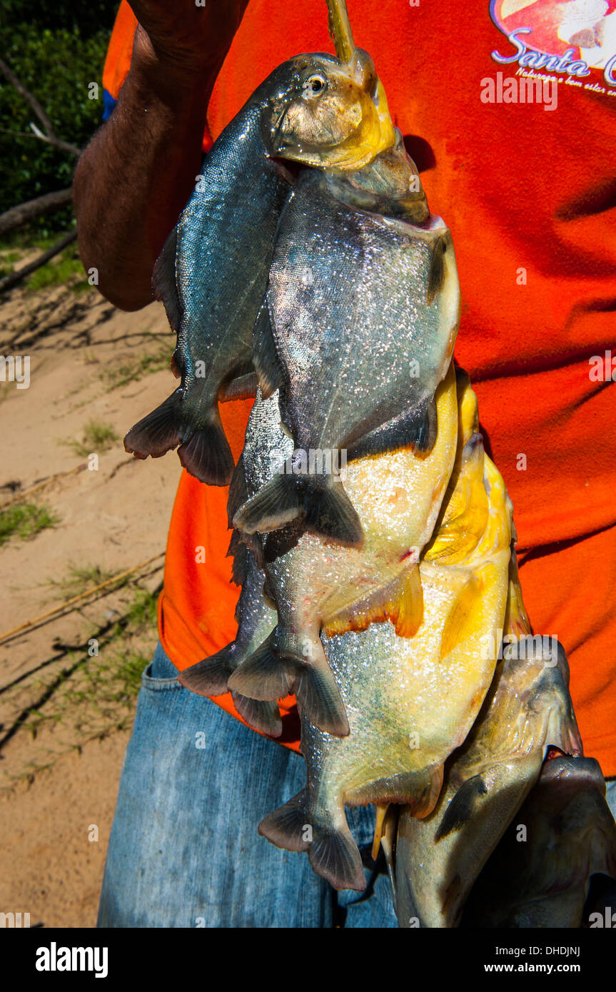 Man holding a piranha (Serrasalmidae) in his hand in the Pantanal ...