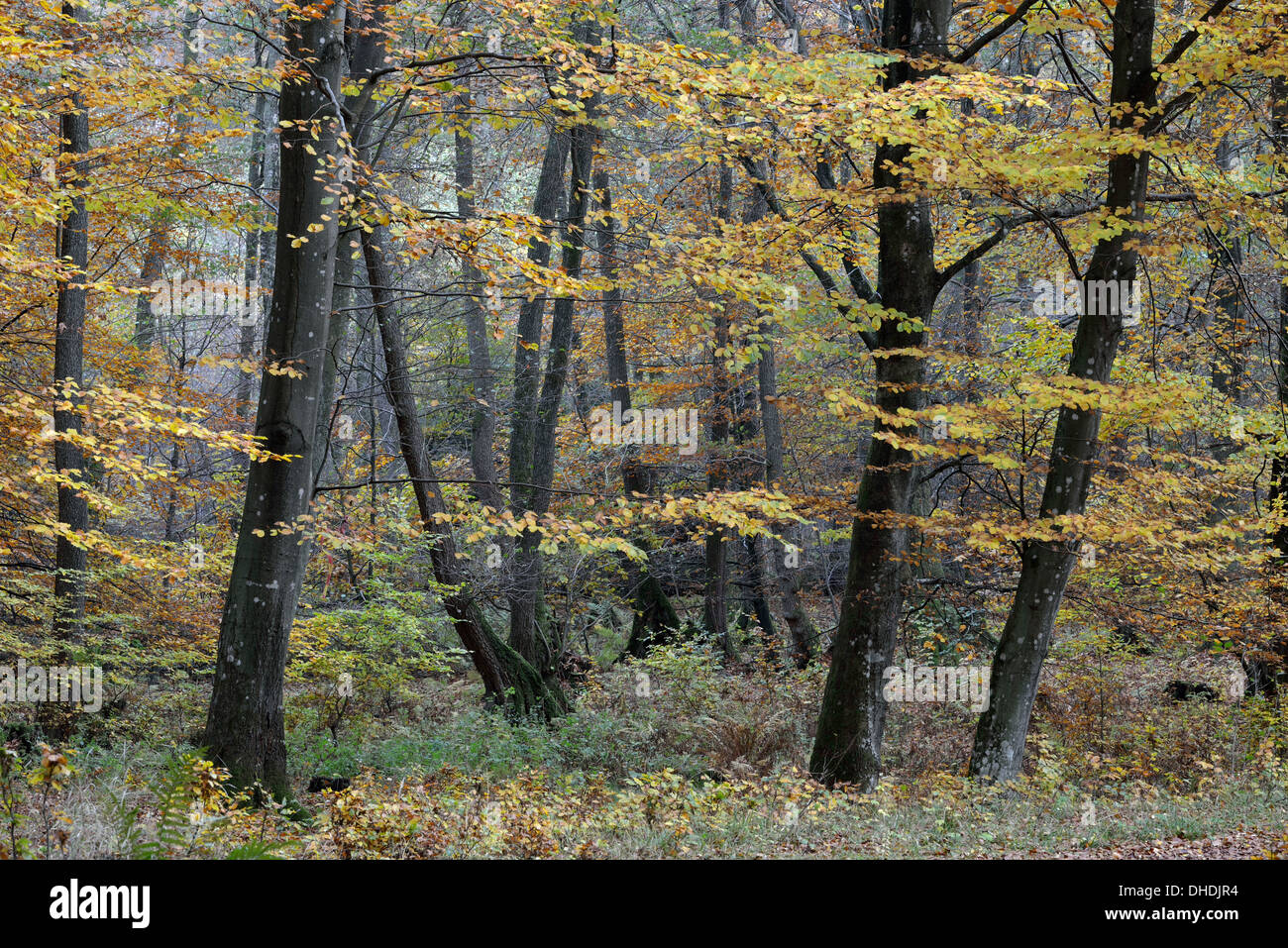 Beech (Fagus silvatica) forest in autumn colours, Baldringe Sweden ...