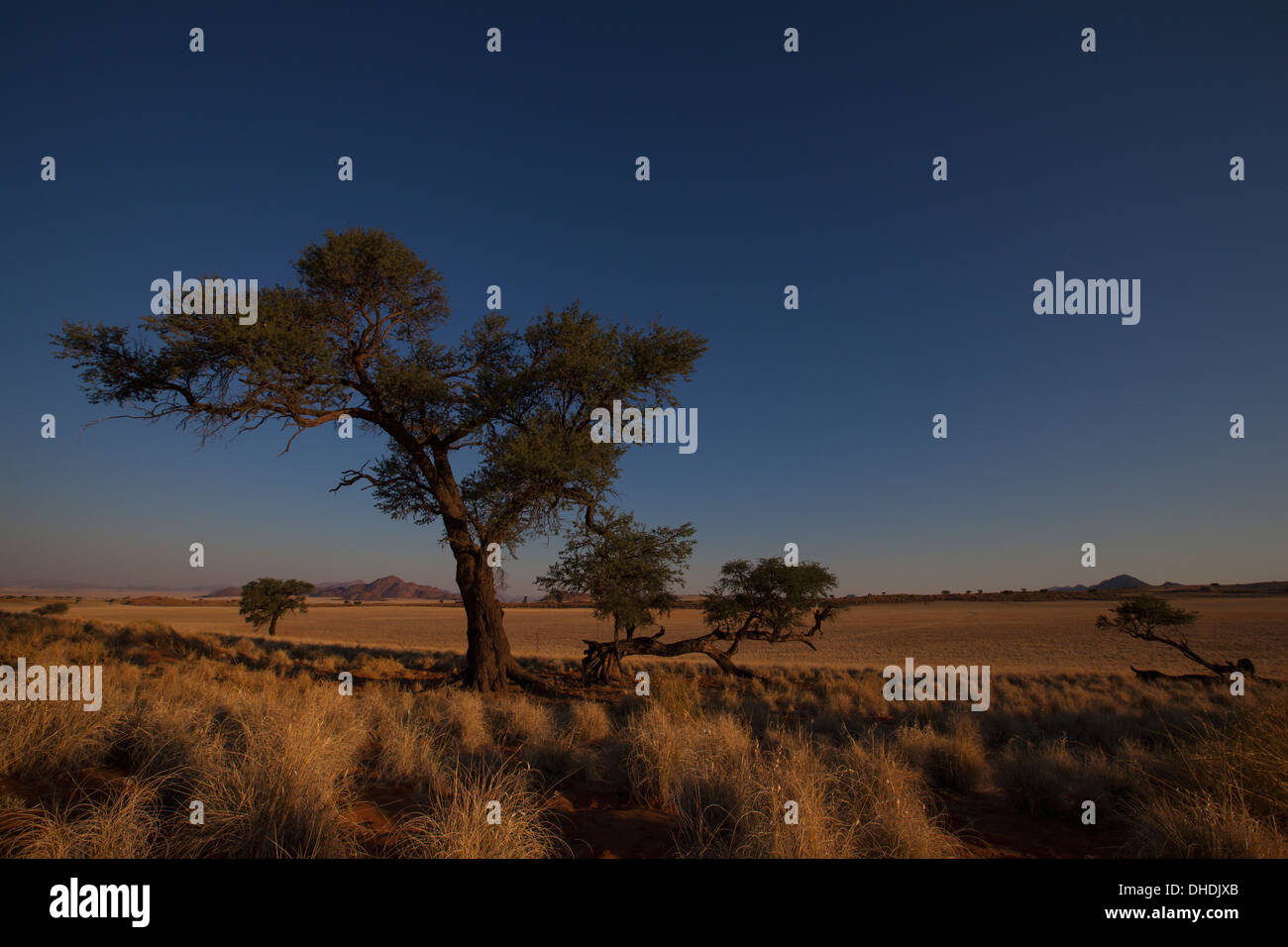 Acacia Tree And Blue Sky; Namibia Stock Photo - Alamy