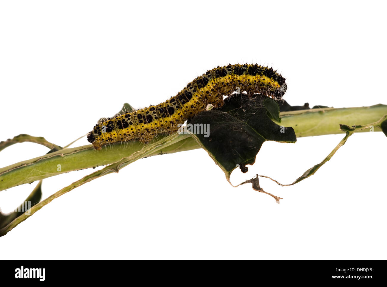 Cabbage white butterfly caterpillar hi-res stock photography and images ...