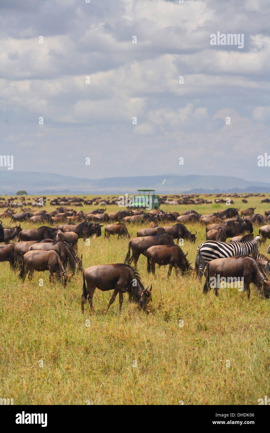 Safari jeep driving through herd of Wildbeest. Great wildebeest ...