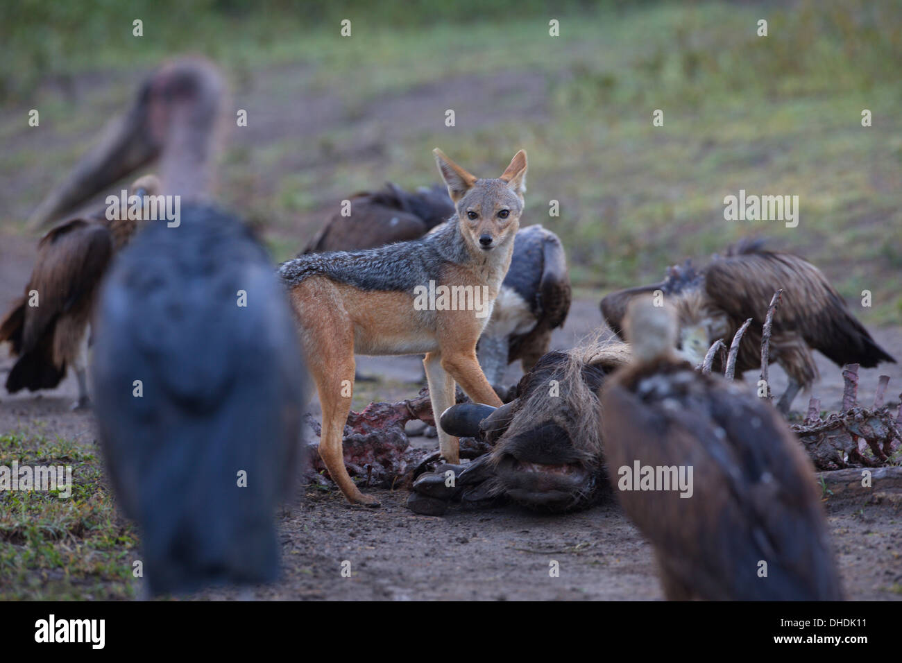 Jackal fighting off birds to feed on carcass. Ndutu, Tanzania. Africa ...